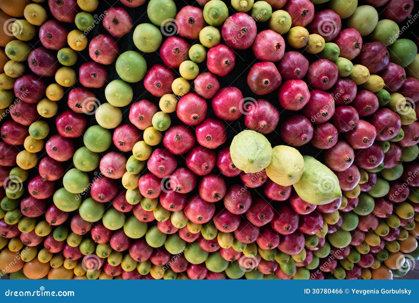 Samaritan Sukkot stock photo. Image of holiday, lemons - 30780466