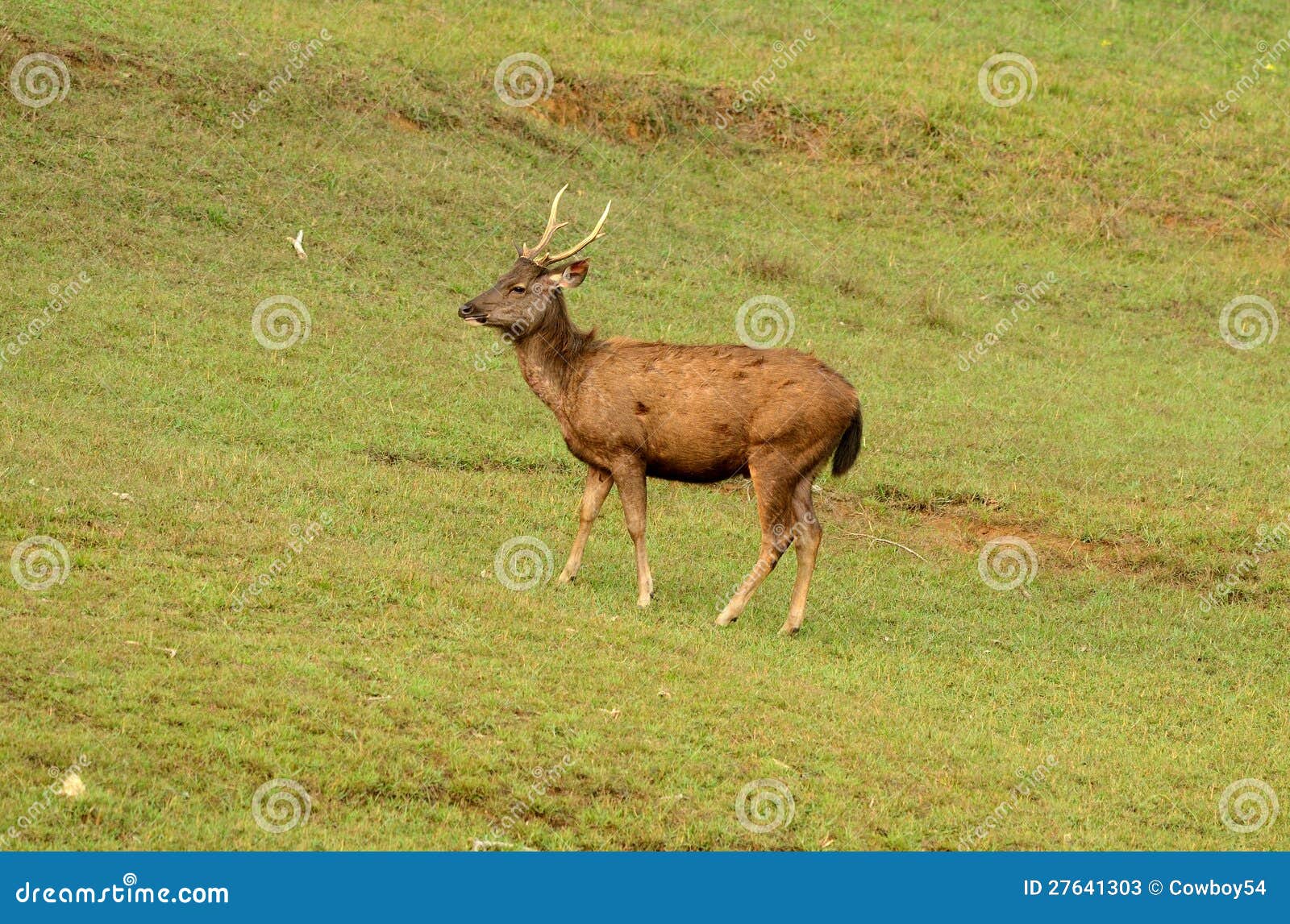 Samba stock image. Image of outdoor, animal, grass, nose - 27641303