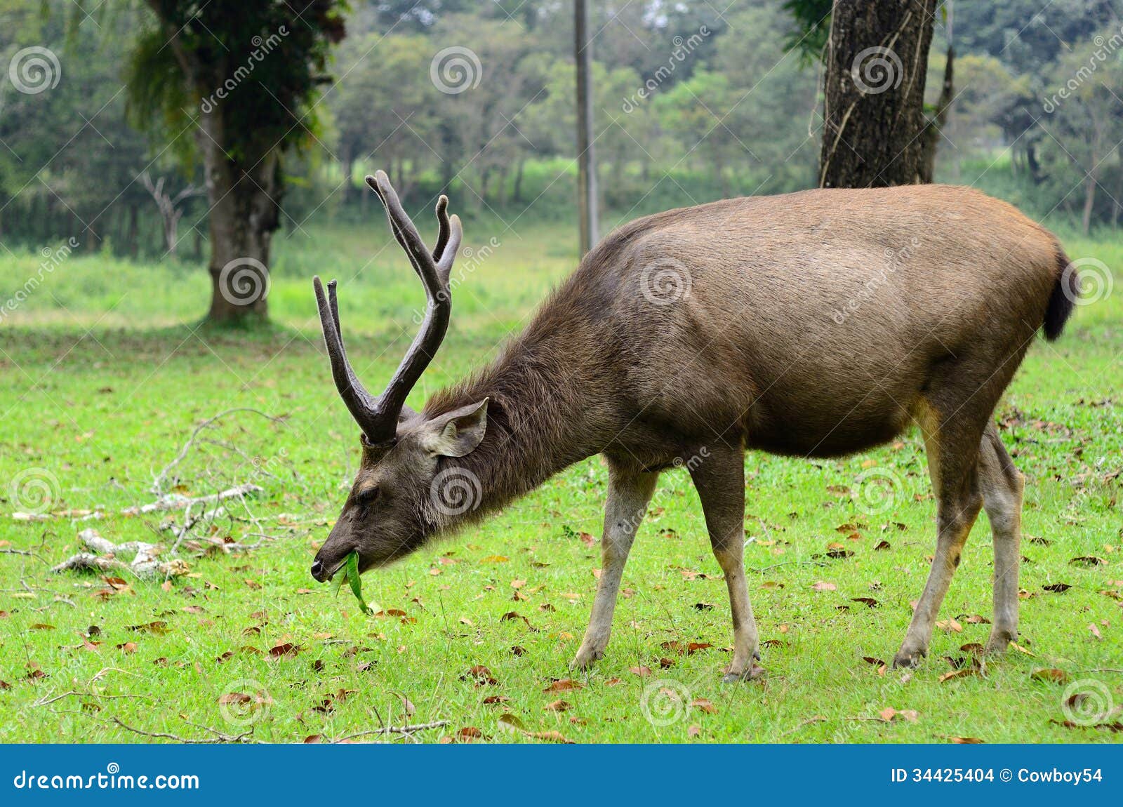 Samba stock photo. Image of natural, ruminant, eyes, outdoor - 34425404