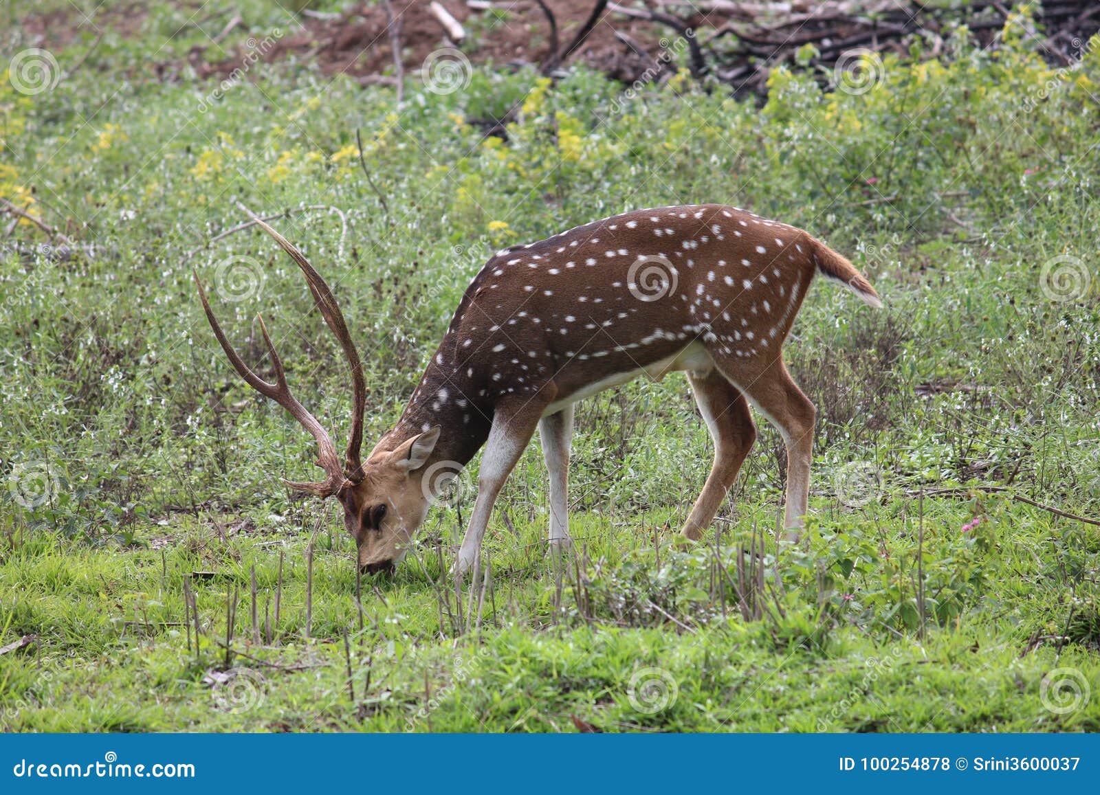 Sambar foto de archivo. Imagen de ciervos, animal, comer - 100254878