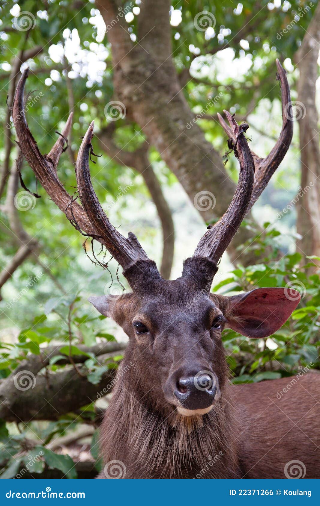 Sambar stock photo. Image of green, mammals, brown, looking - 22371266