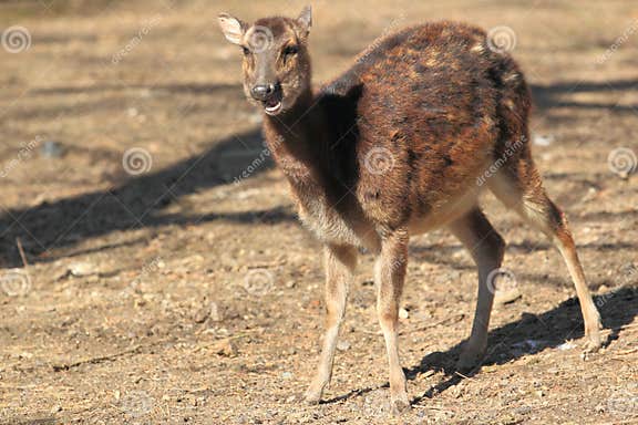 Sambar stock image. Image of female, sambar, mammal, deer - 25436585