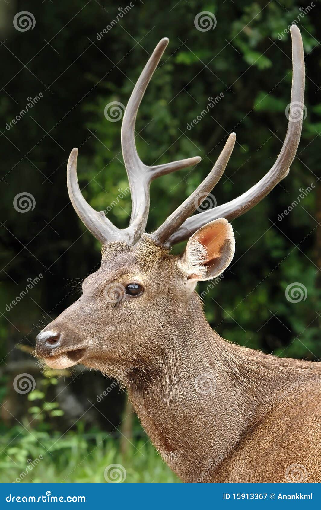 Sambar Deer