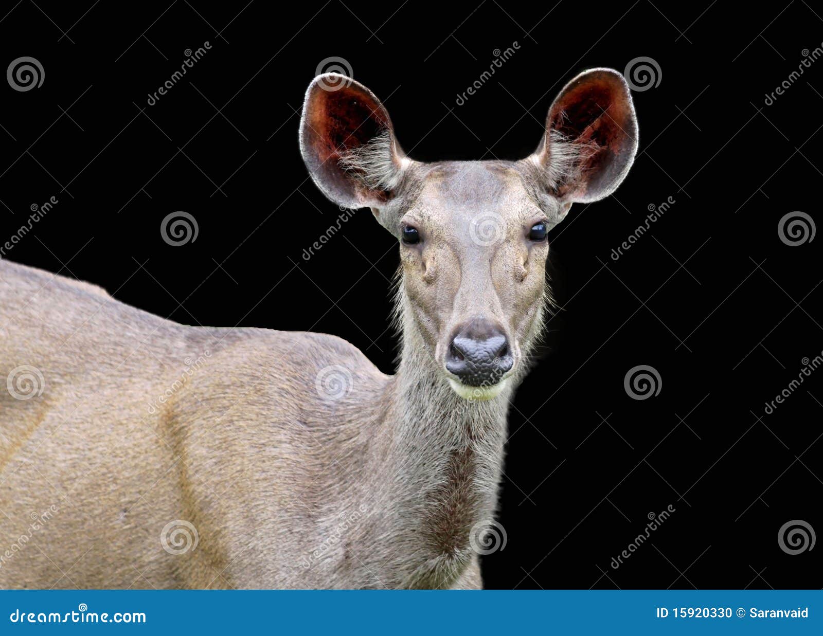 Sambar Deer Stock Photo | CartoonDealer.com #91898172
