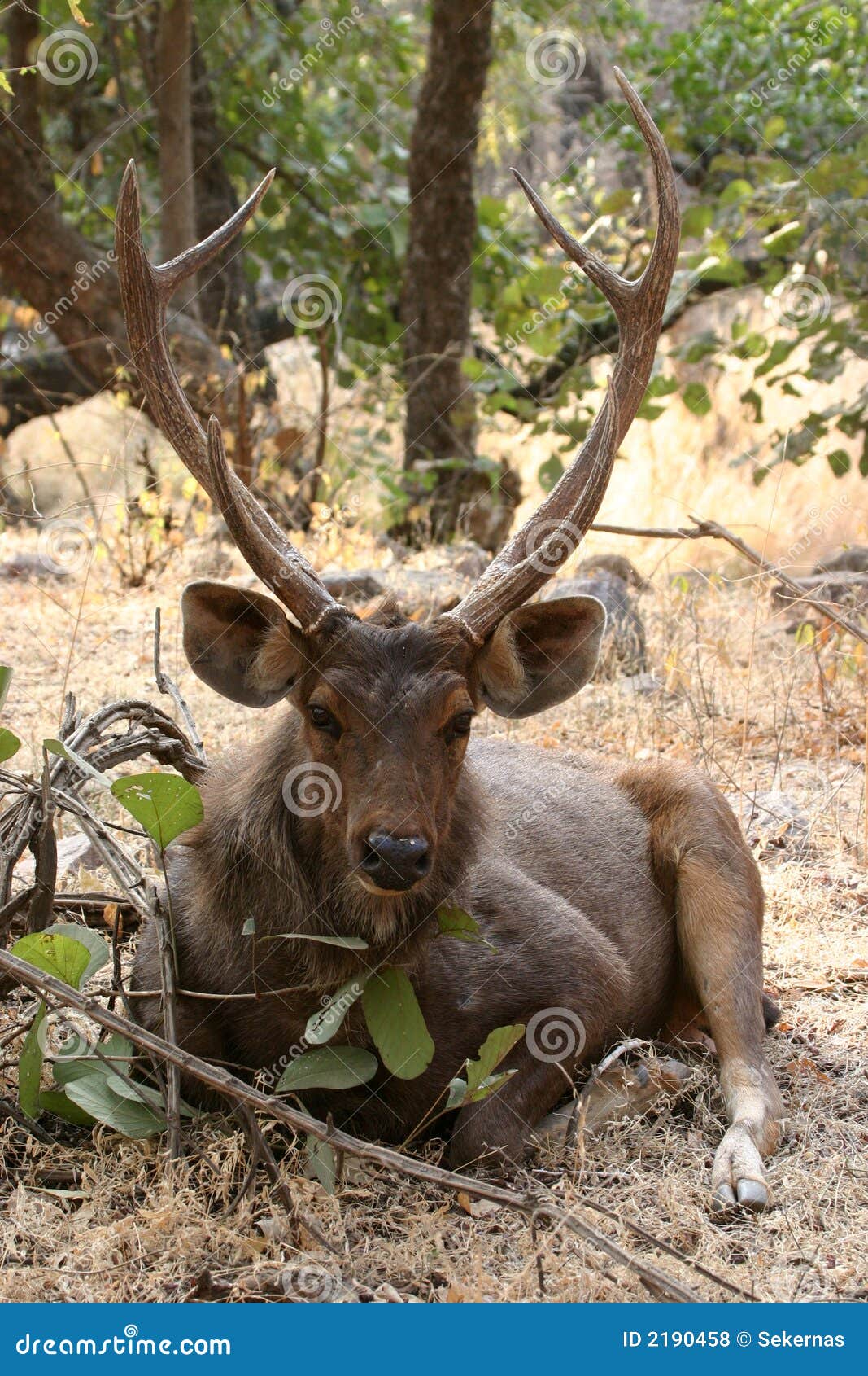 Sambar deer stock photo. Image of gazelle, animal, rajasthan - 2190458
