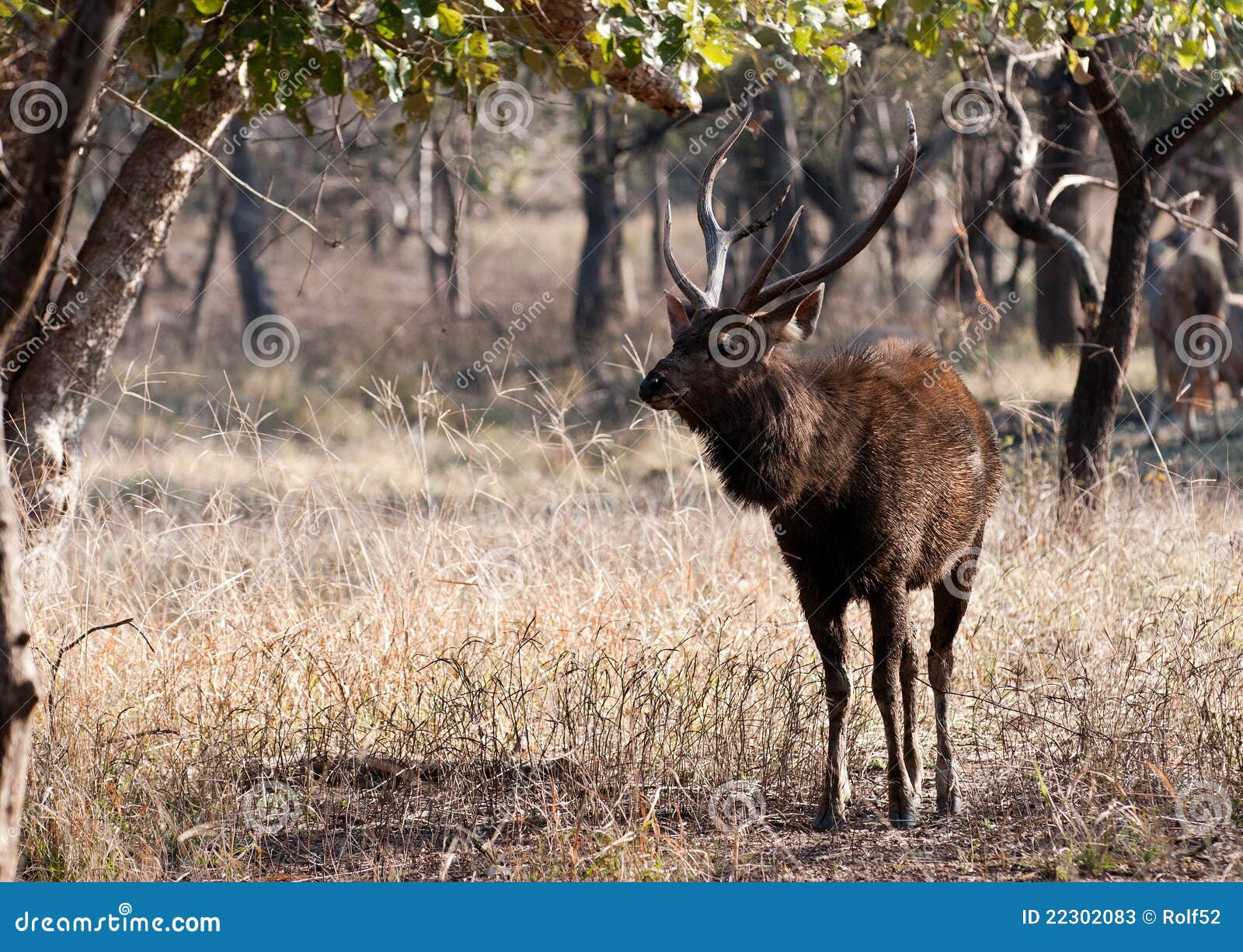 Sambar deer stock image. Image of life, adventure, sambur - 22302083
