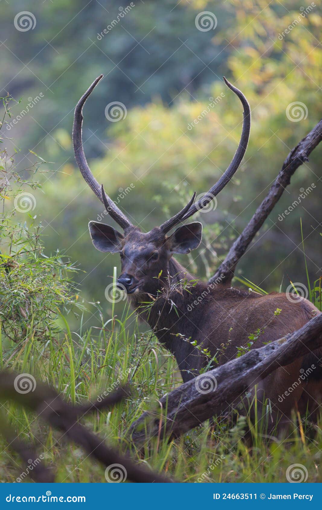 Sambar Deer stock image. Image of wildlife, wild, sambar - 24663511