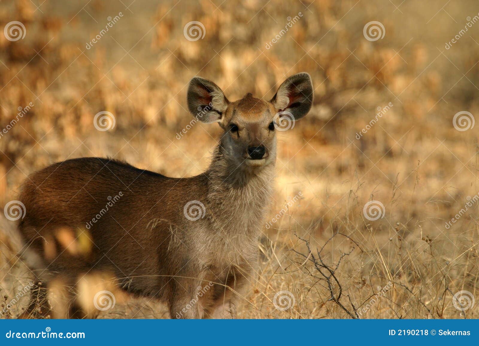Sambar Deer Stock Photo | CartoonDealer.com #91898172