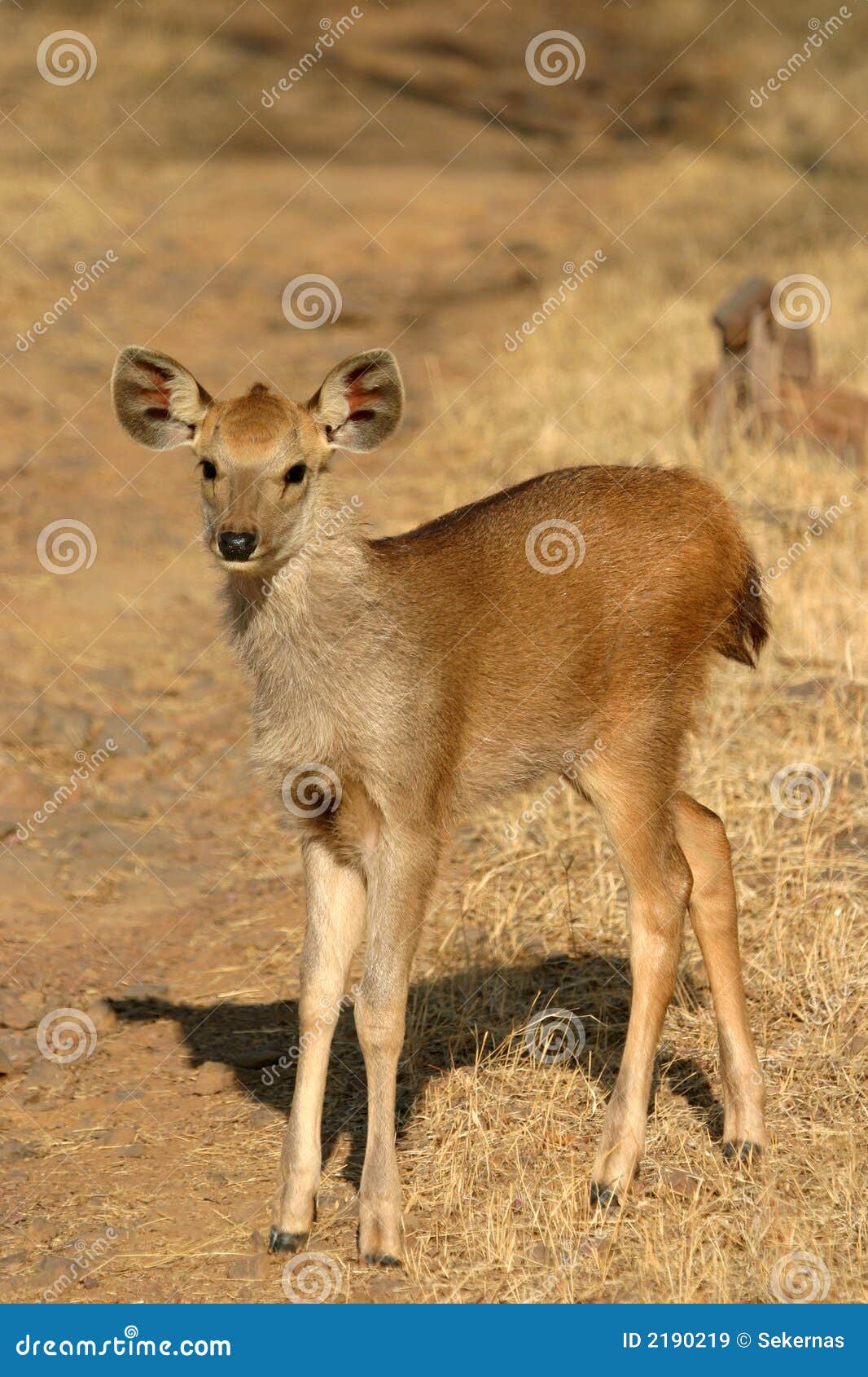 Sambar Deer Stock Photo | CartoonDealer.com #91898172