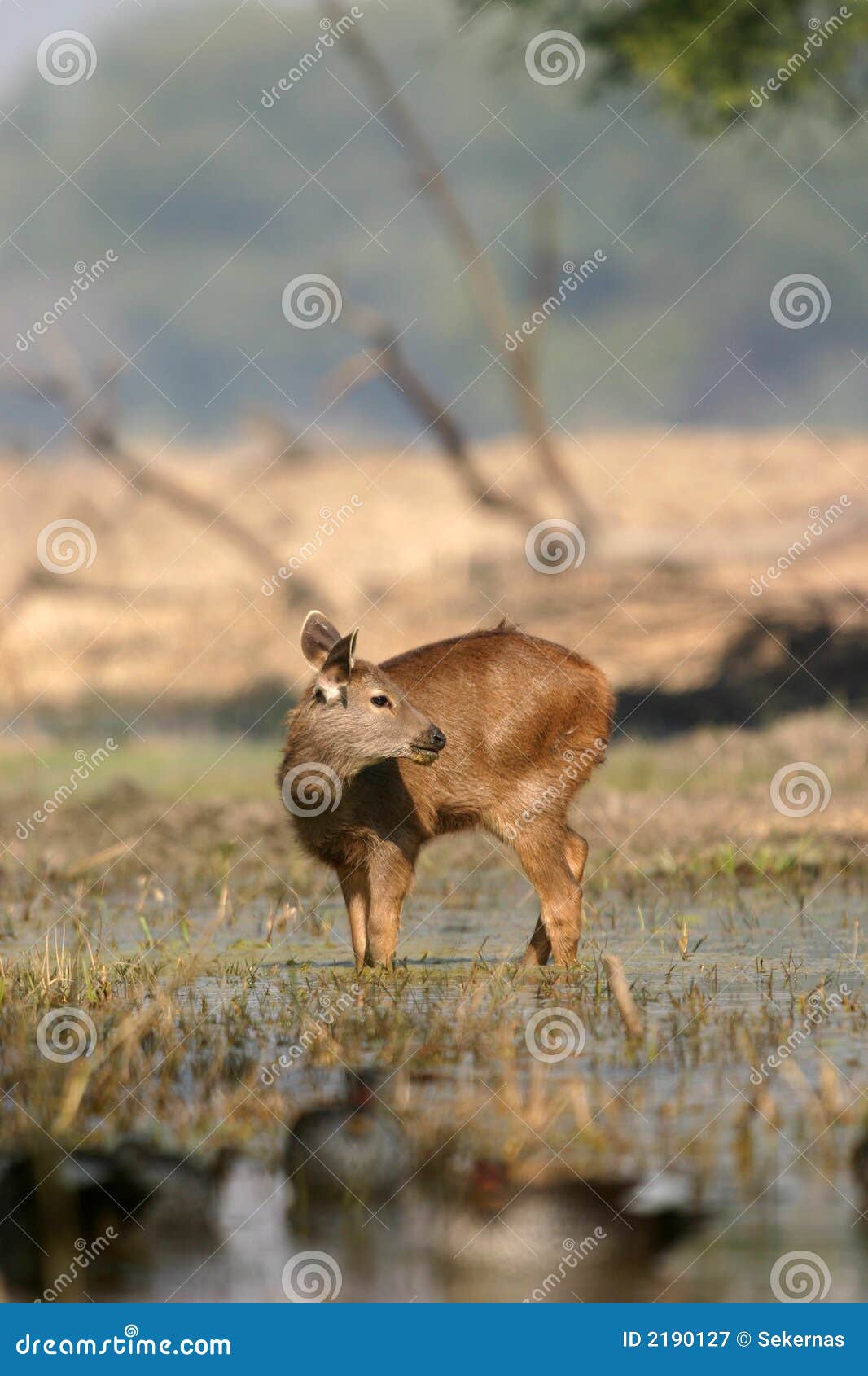 Sambar deer fawn in water stock image. Image of antelopes - 2190127