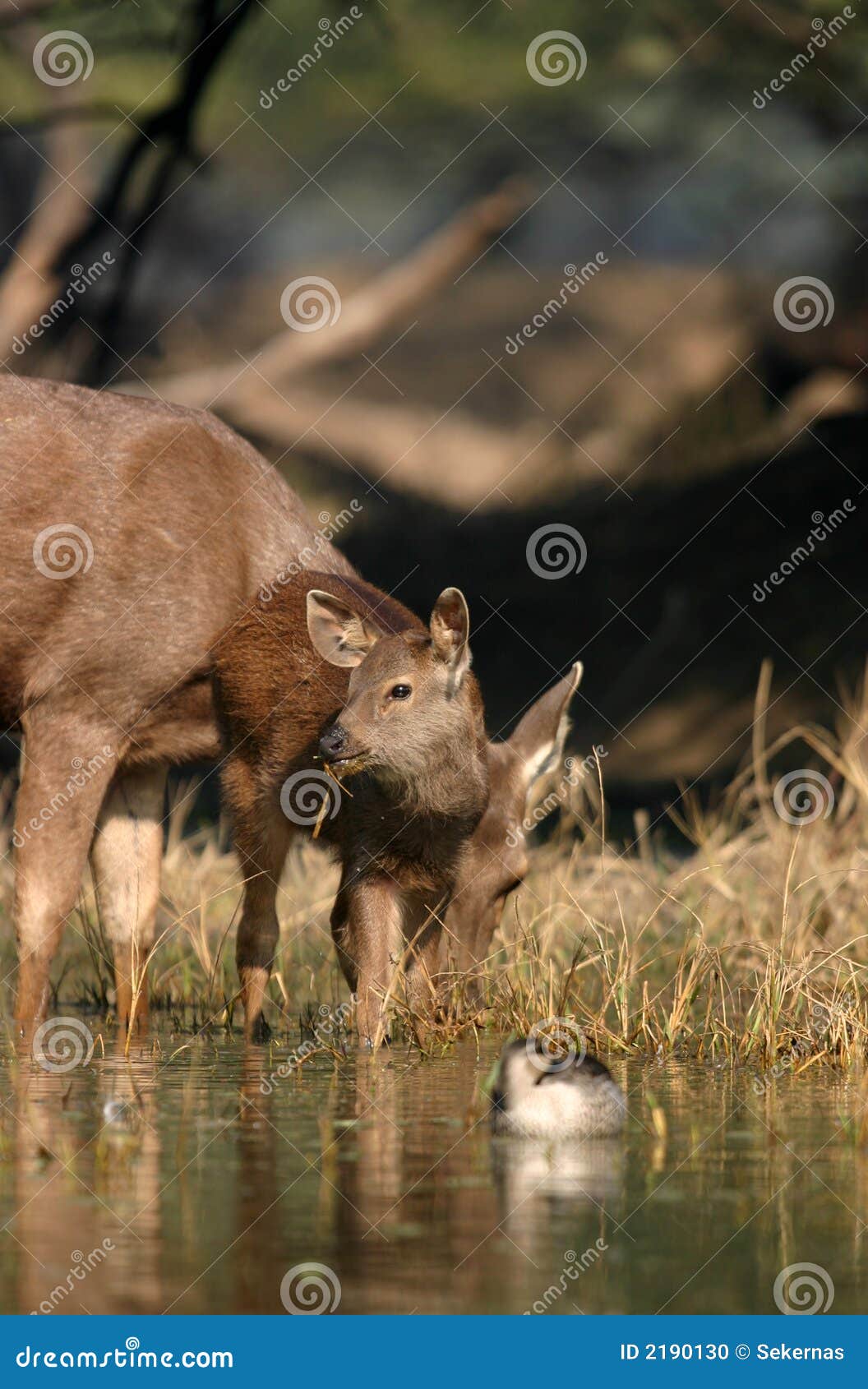 Sambar deer fawn in water stock photo. Image of deer, ungulate - 2190130