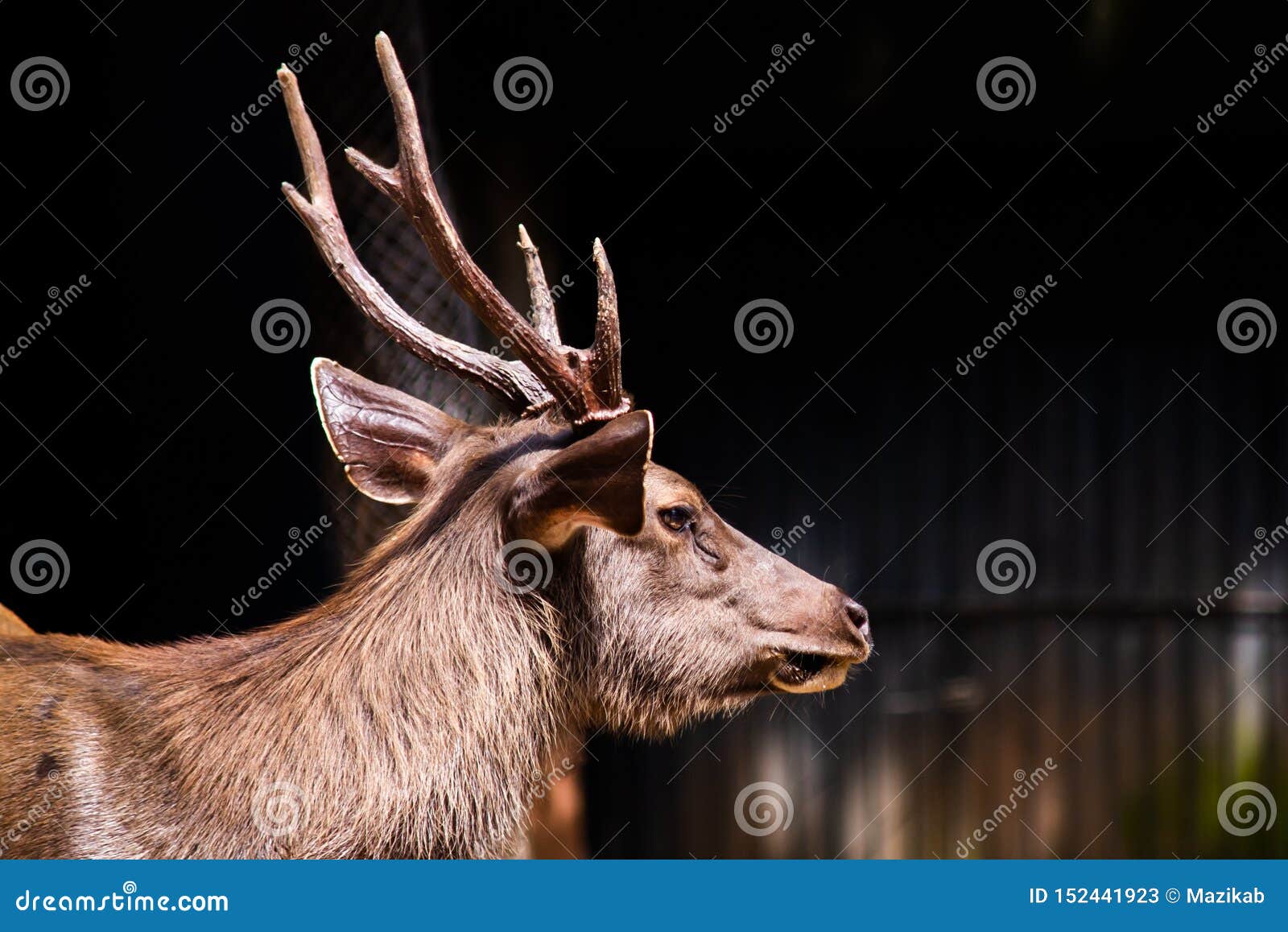 Aggressive Deer. Head Down Adult Powerful Red Deer With Trophy Horns ...