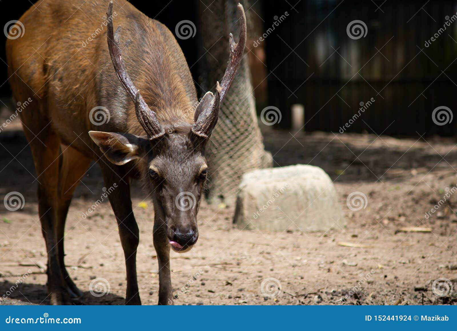 Aggressive Deer. Head Down Adult Powerful Red Deer With Trophy Horns ...