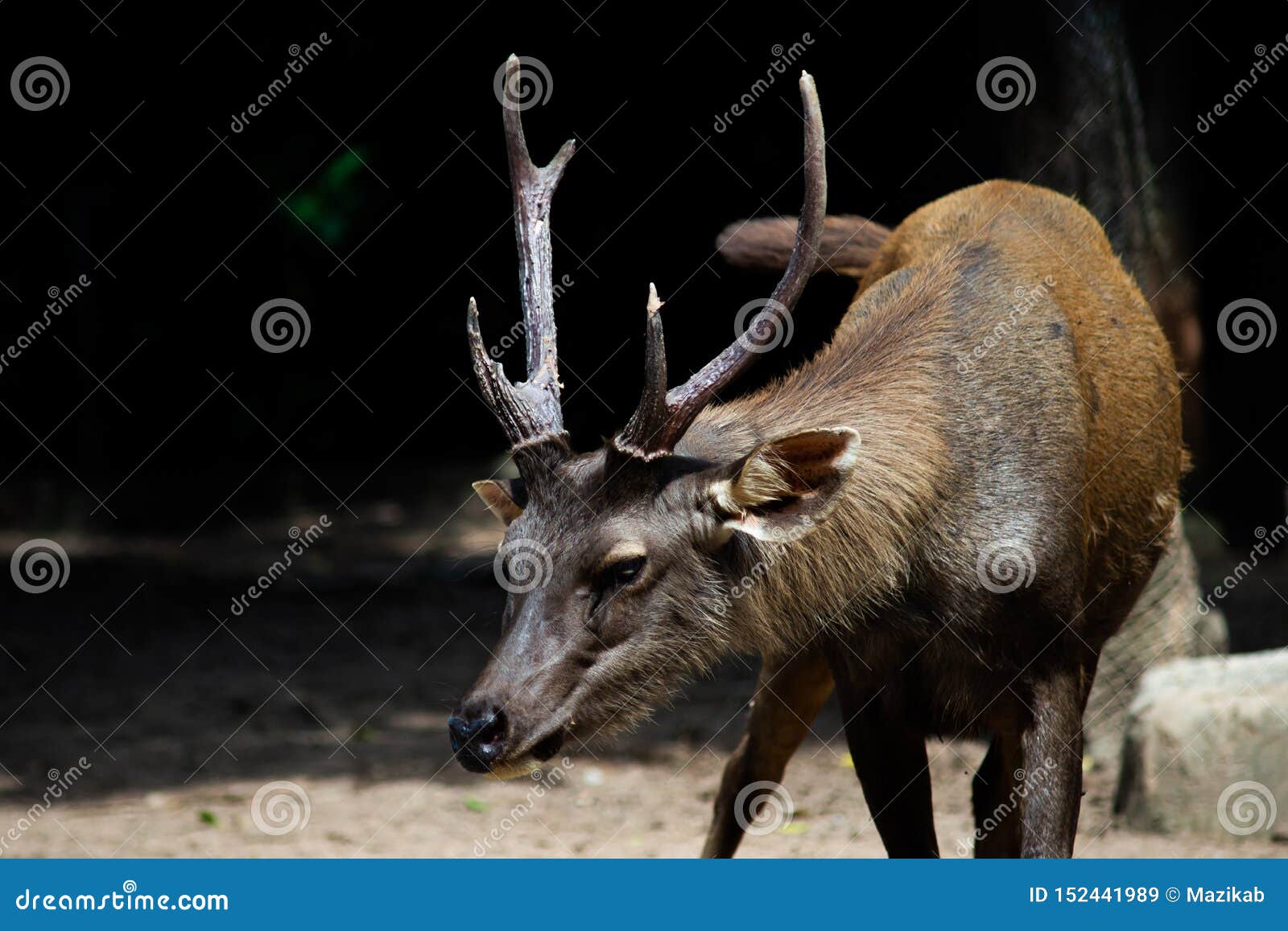 Aggressive Deer. Head Down Adult Powerful Red Deer With Trophy Horns ...