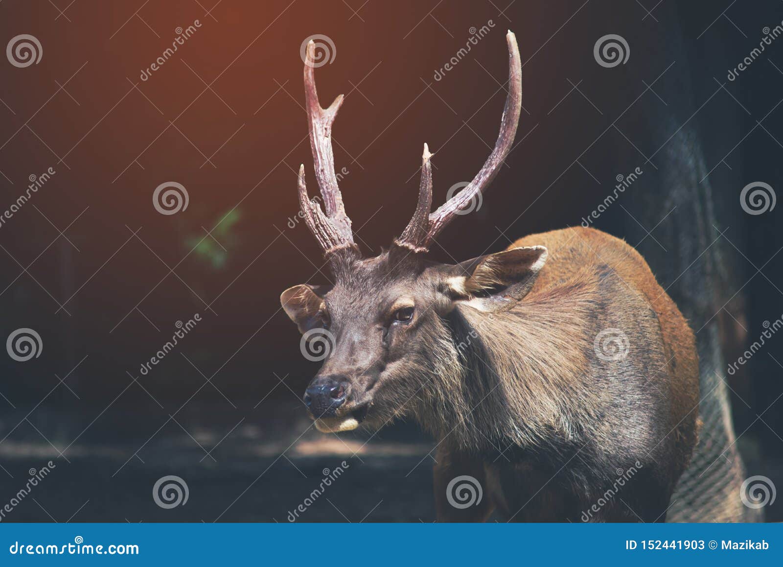 Aggressive Deer. Head Down Adult Powerful Red Deer With Trophy Horns ...