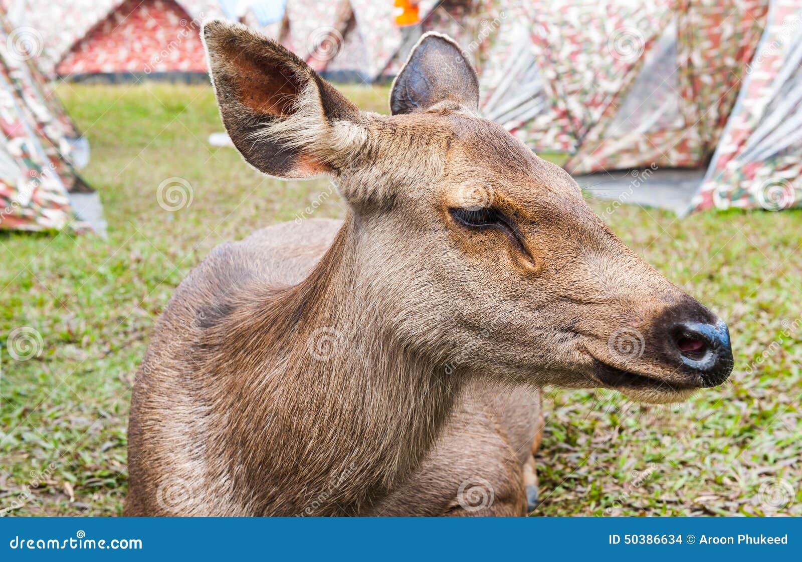 Sambar deer stock photo. Image of nature, field, eyes - 50386634