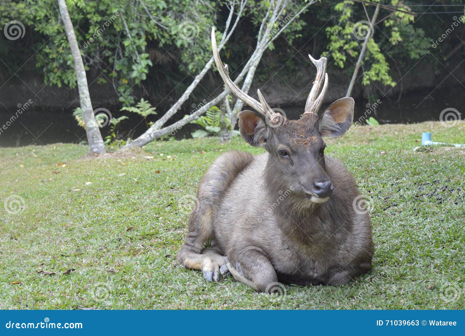 Sambar deer stock image. Image of feeding, beautiful - 71039663