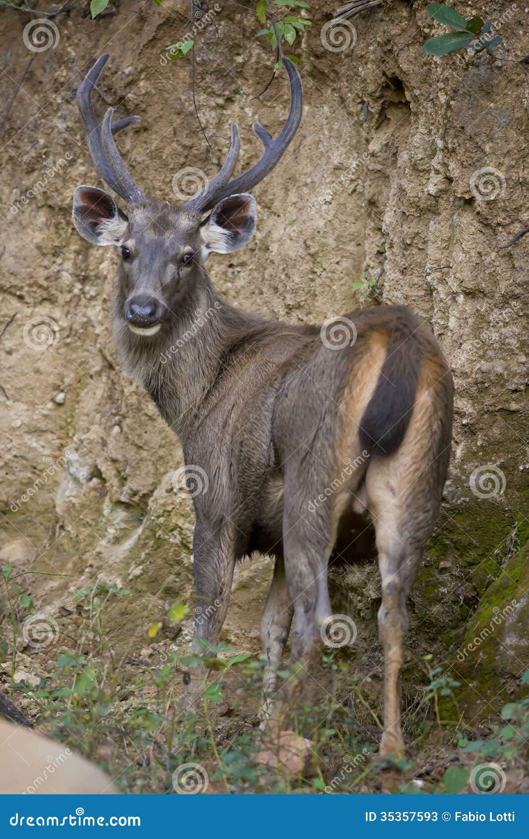 Sambar Deer stock image. Image of buck, asia, rajasthan - 35357593