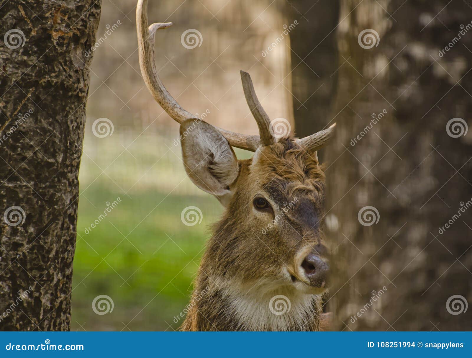 A Sambar deer stock photo. Image of indian, devouring - 108251994