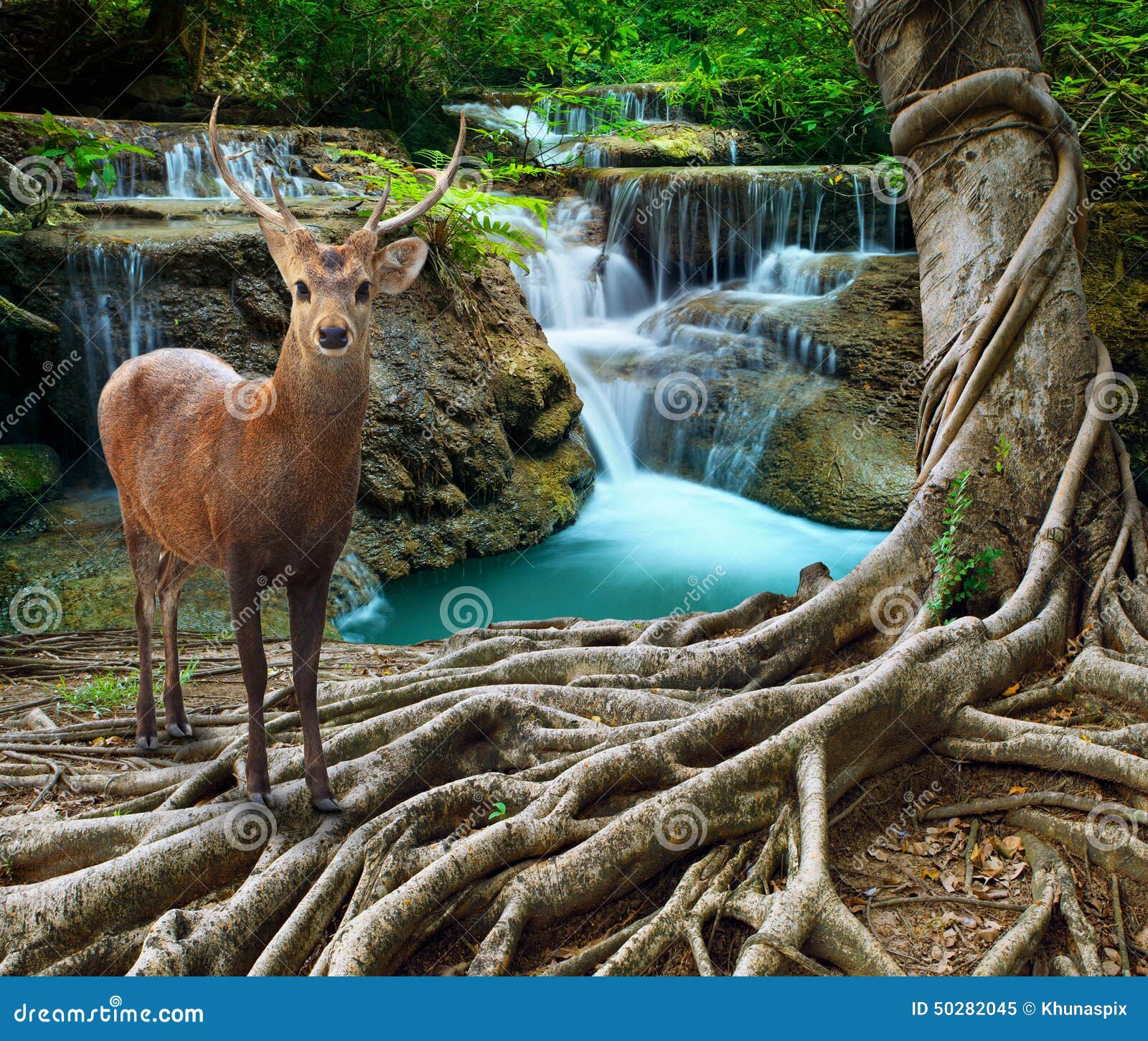 Sambar Deer Standing beside Bayan Tree Root in Front of Lime Stone ...