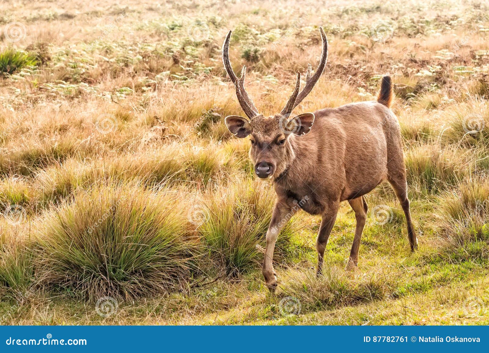 Sambar deer in wild stock image. Image of asia, lanka - 87782761