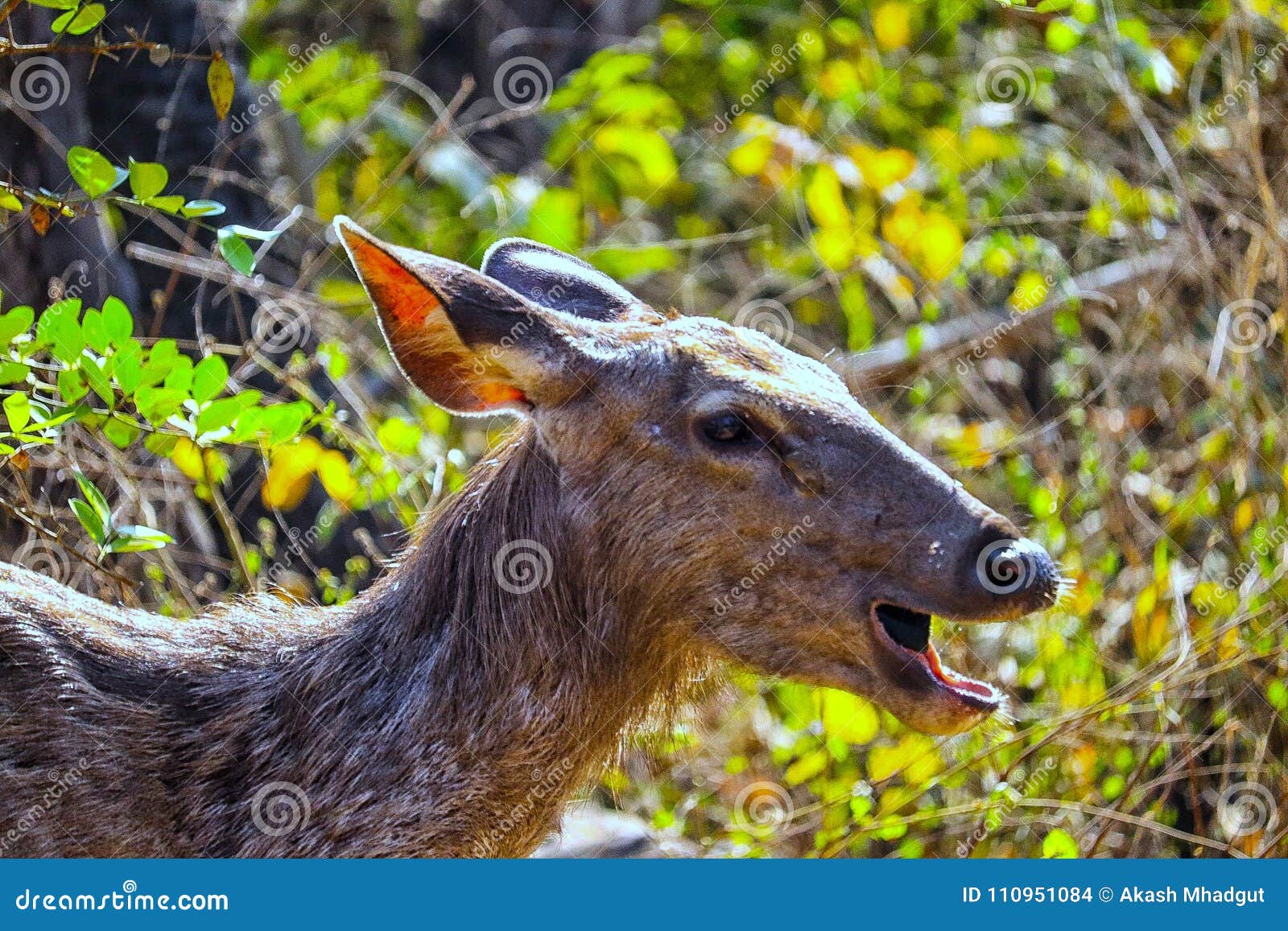 Sambar stock photo. Image of deer, grazing, sambar, fearless - 110951084