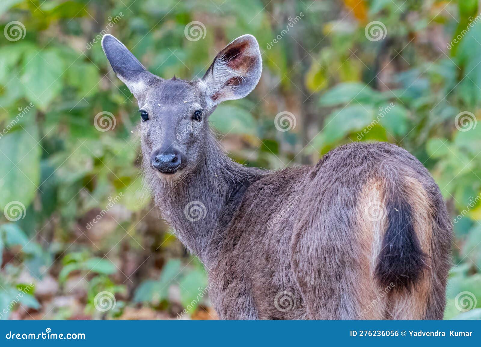 A Sambar looking back stock photo. Image of animal, group - 276236056