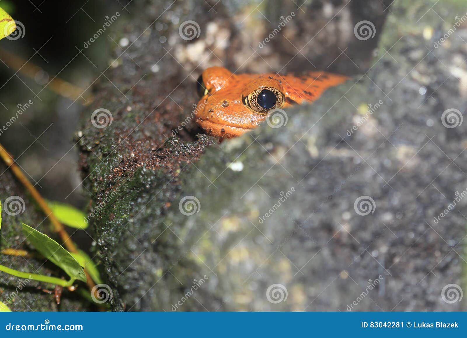 Sambava tomato frog stock image. Image of leaf, animal - 83042281
