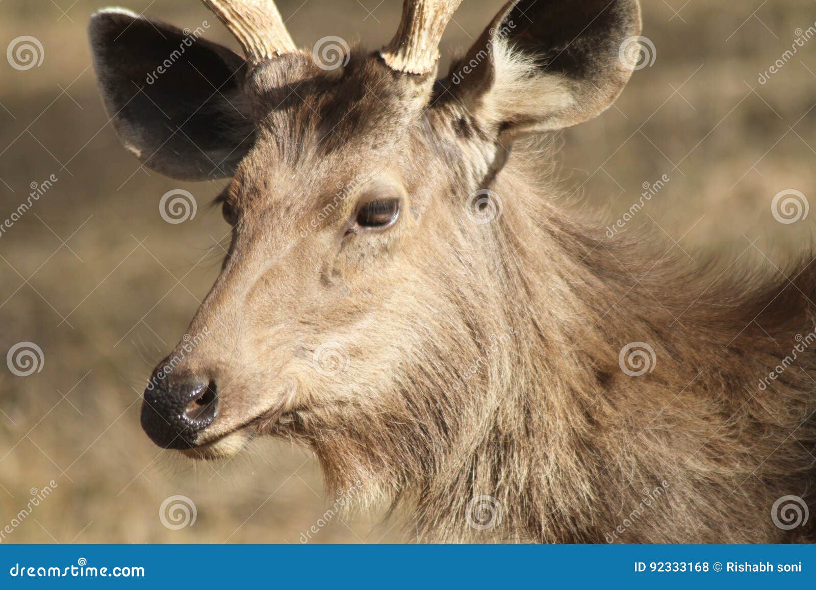 Sambear dear stock photo. Image of sambear, dear, animal - 92333168