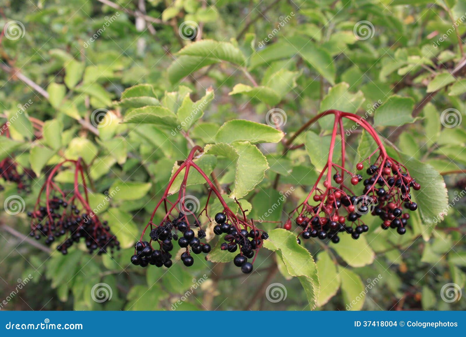 Sambucus (baya del saúco) foto de archivo. Imagen de planta - 37418004