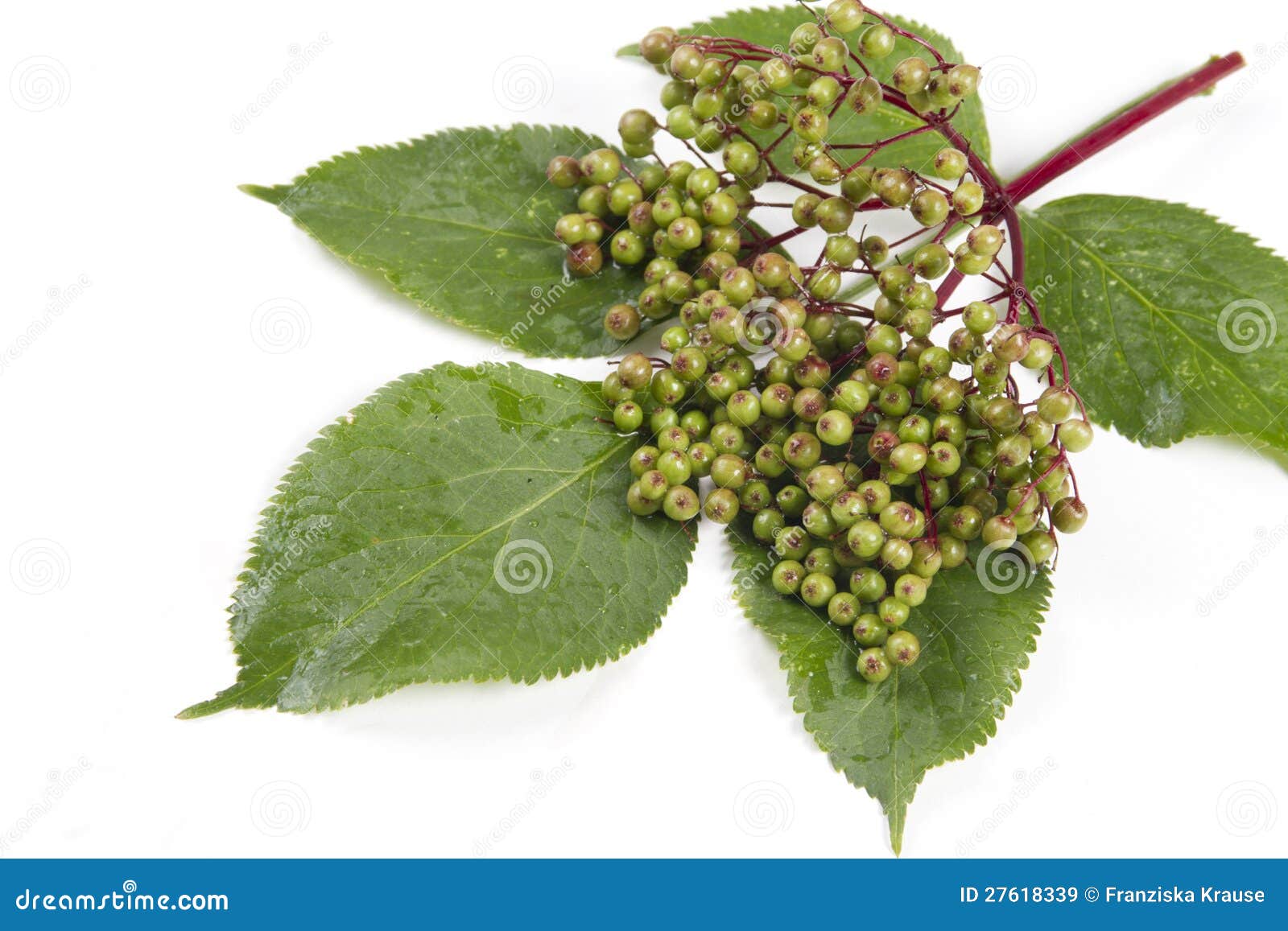 Sambucus nigra stock image. Image of unripe, sambucus - 27618339
