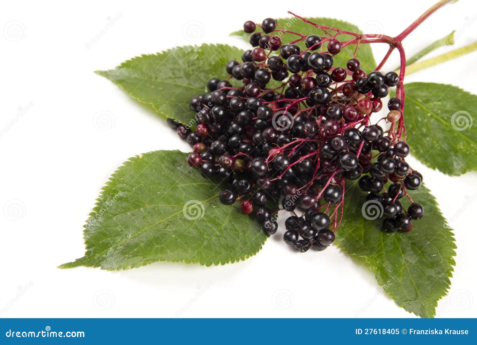 Sambucus nigra stock image. Image of botany, autumn, detail - 27618405