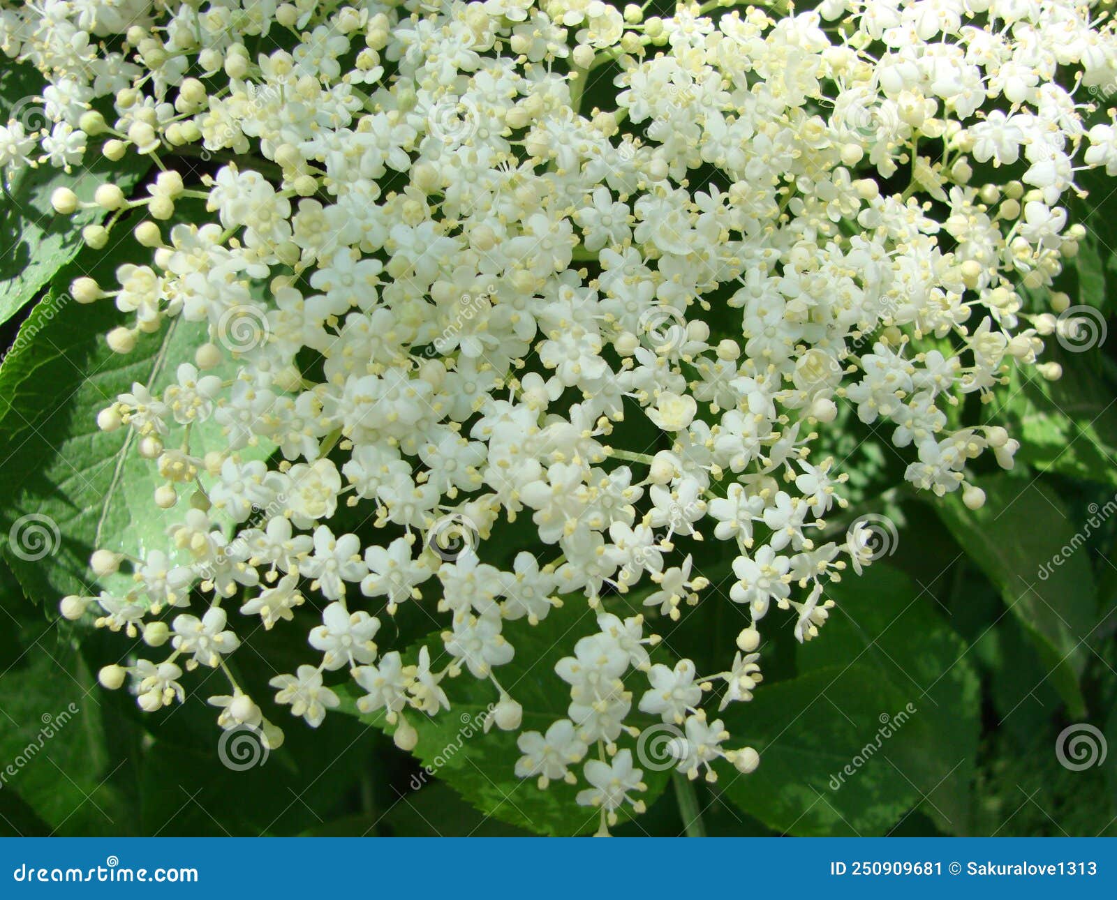 Sambucus Nigra Black Elder European Elder European Elderberry European ...