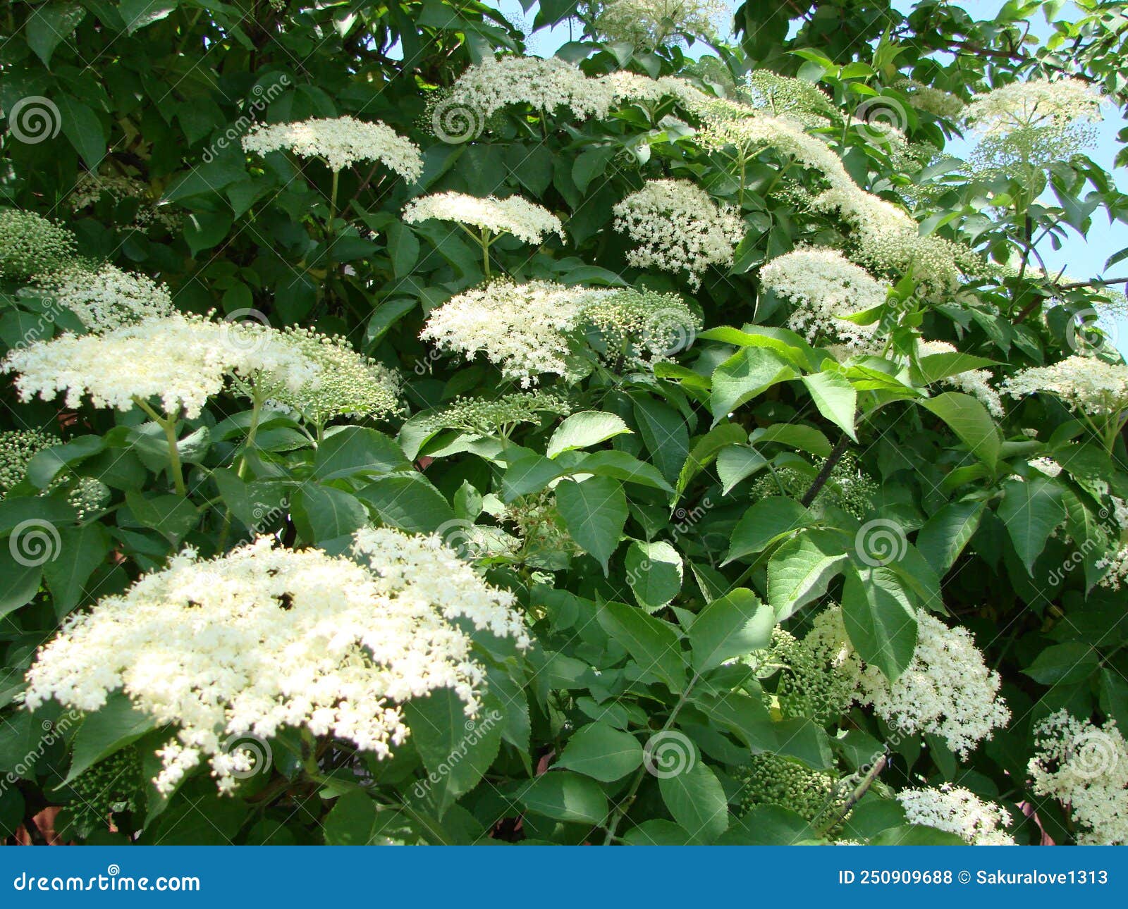 Sambucus Nigra Black Elder European Elder European Elderberry European ...