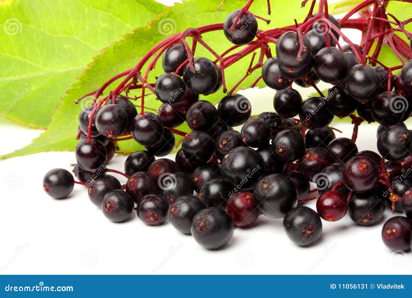 Sambucus nigra - Elder stock image. Image of herbal, fever - 11056131