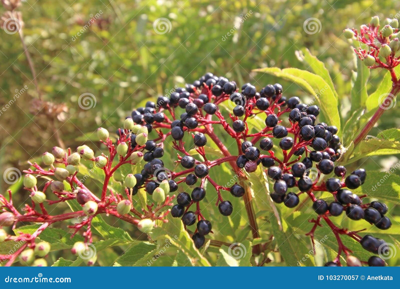 Sambucus Nigra Fruits Close Up Stock Image - Image of october, leaf ...