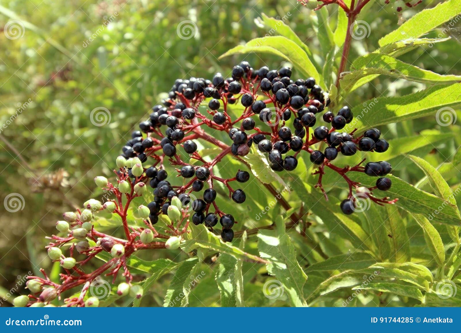 Sambucus nigra fruits stock image. Image of fall, abundance - 91744285