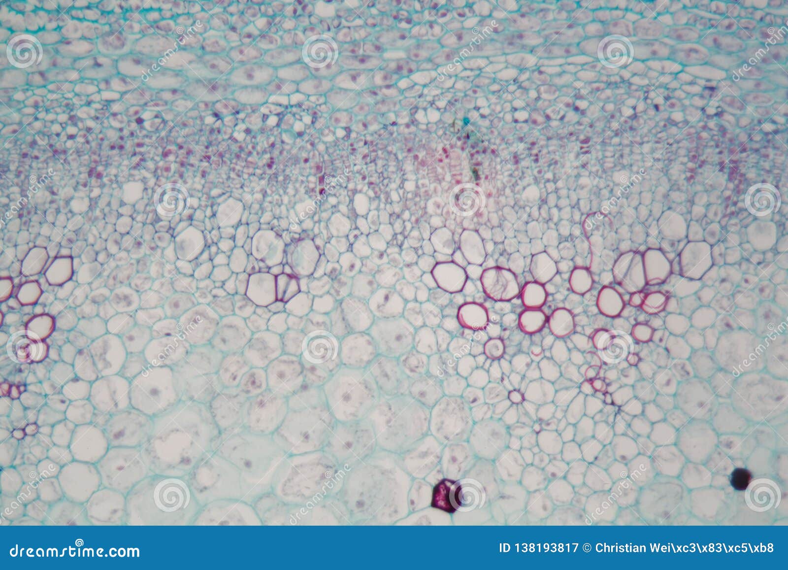 Sambucus Stem with Parenchyma Cells Under the Microscope Stock Image ...
