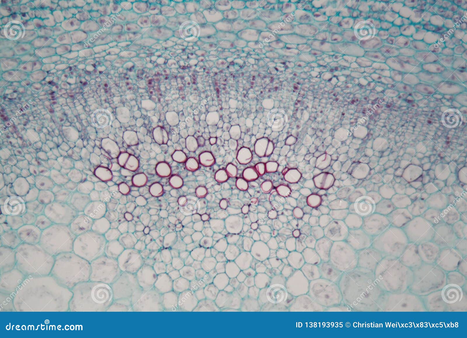 Sambucus Stem With Parenchyma Cells Under The Microscope Royalty-Free ...