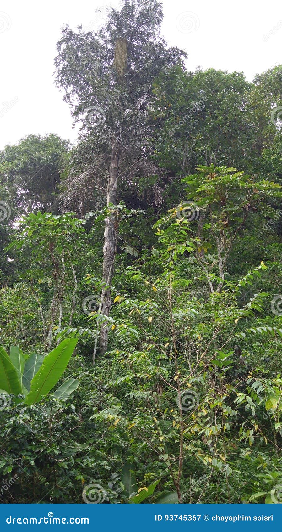 Same Amazon Tree Treval Photo Stock Image - Image of treval, tree: 93745367