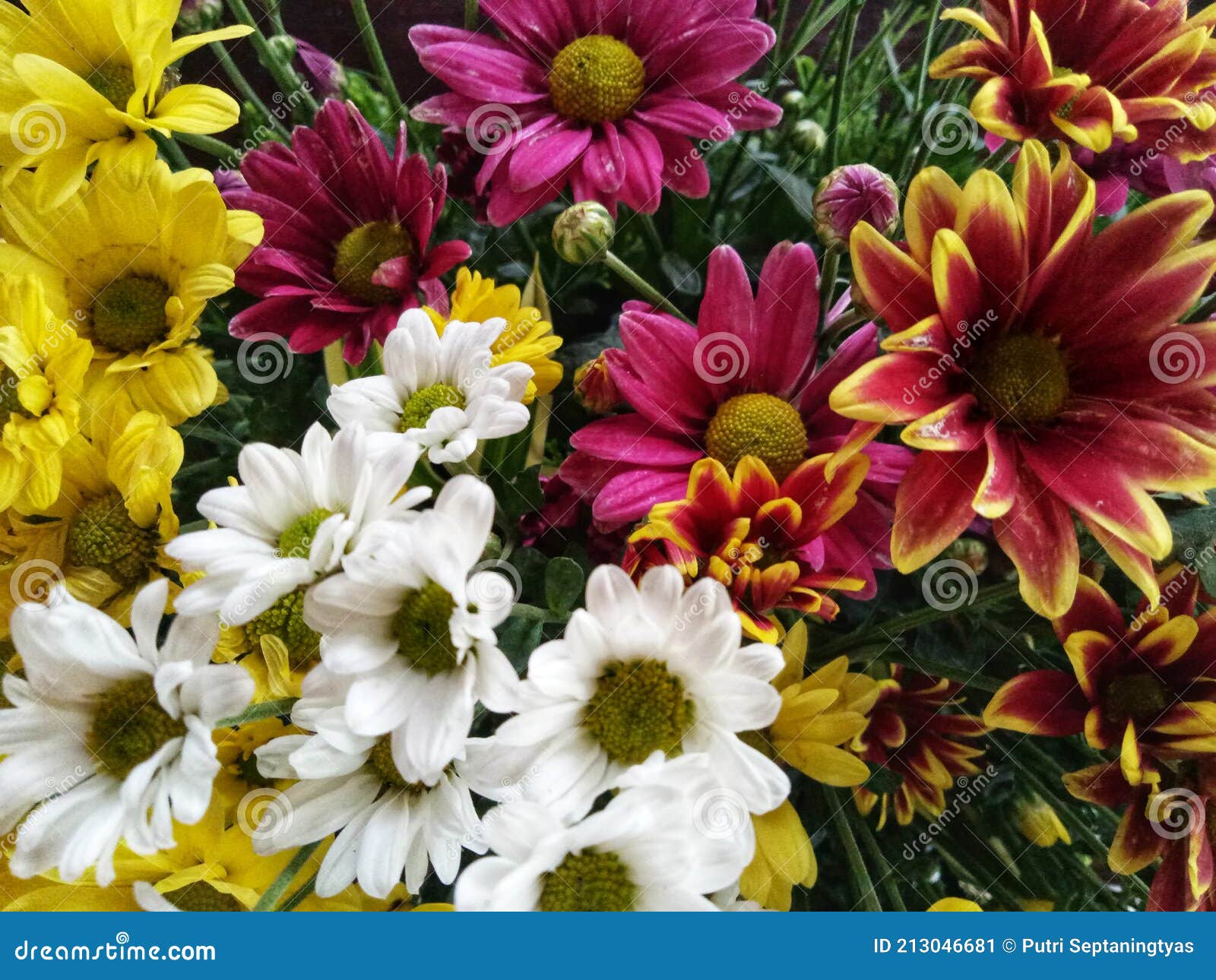 Flower Crysan Stock Photos - Free & Royalty-Free Stock Photos from ...