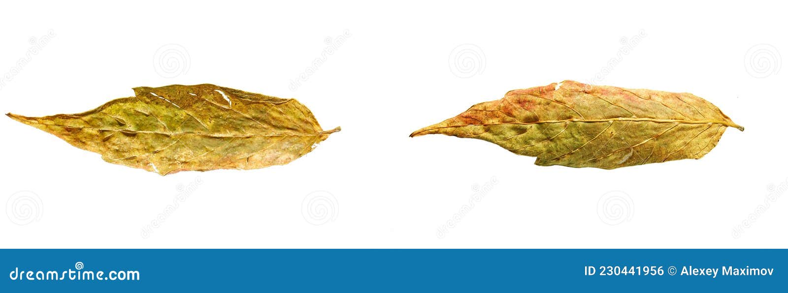 Same Leaf on Both Sides, Close-up, Yellow Texture, Autumn, Insulated ...