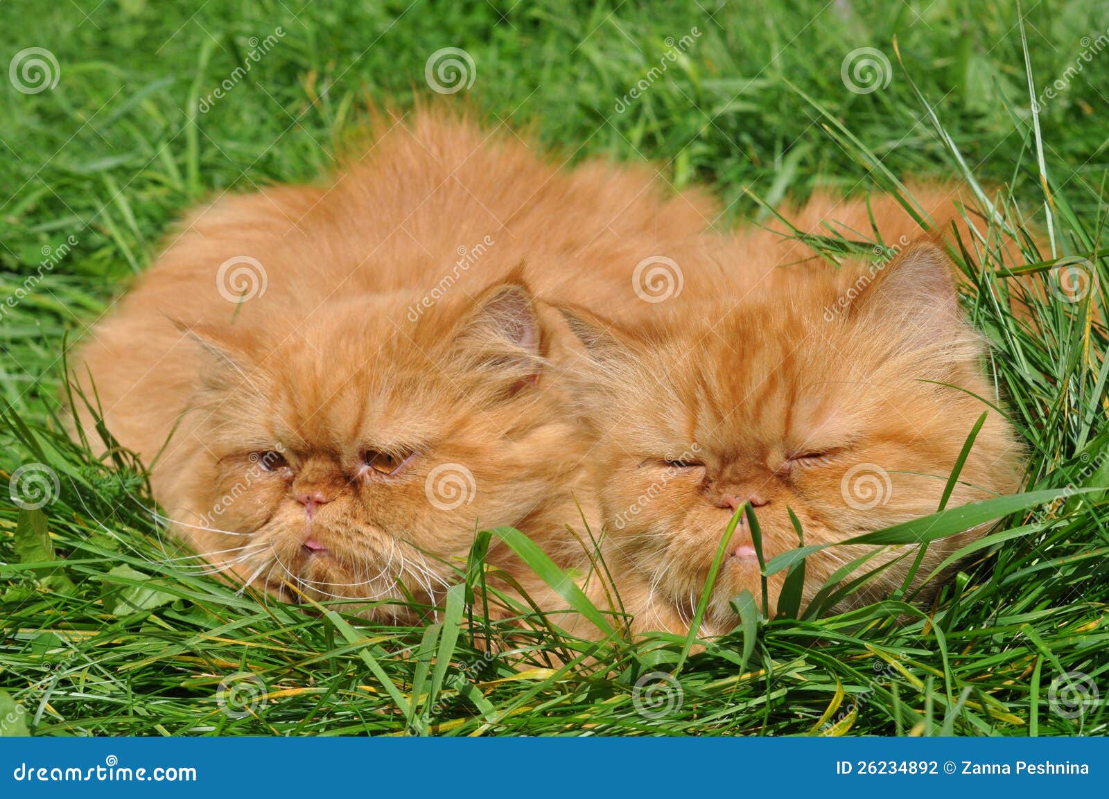 The same red cat stock photo. Image of twins, pedigreed - 26234892