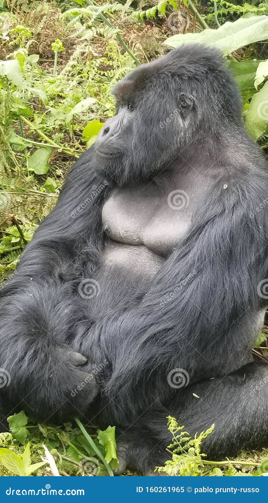 Same Silver Back but Getting Its Photo Taken Stock Image - Image of ...