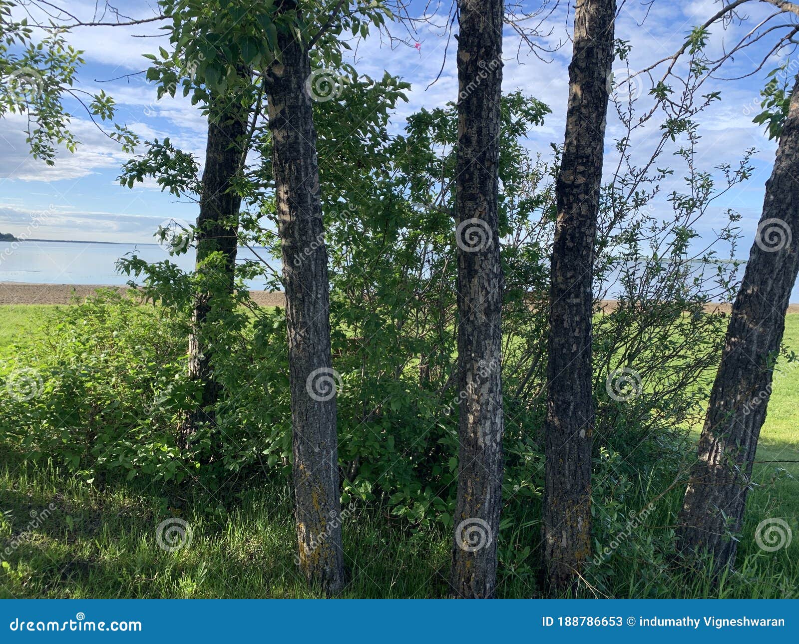 2,672 Same Trees Photos - Free & Royalty-Free Stock Photos from Dreamstime