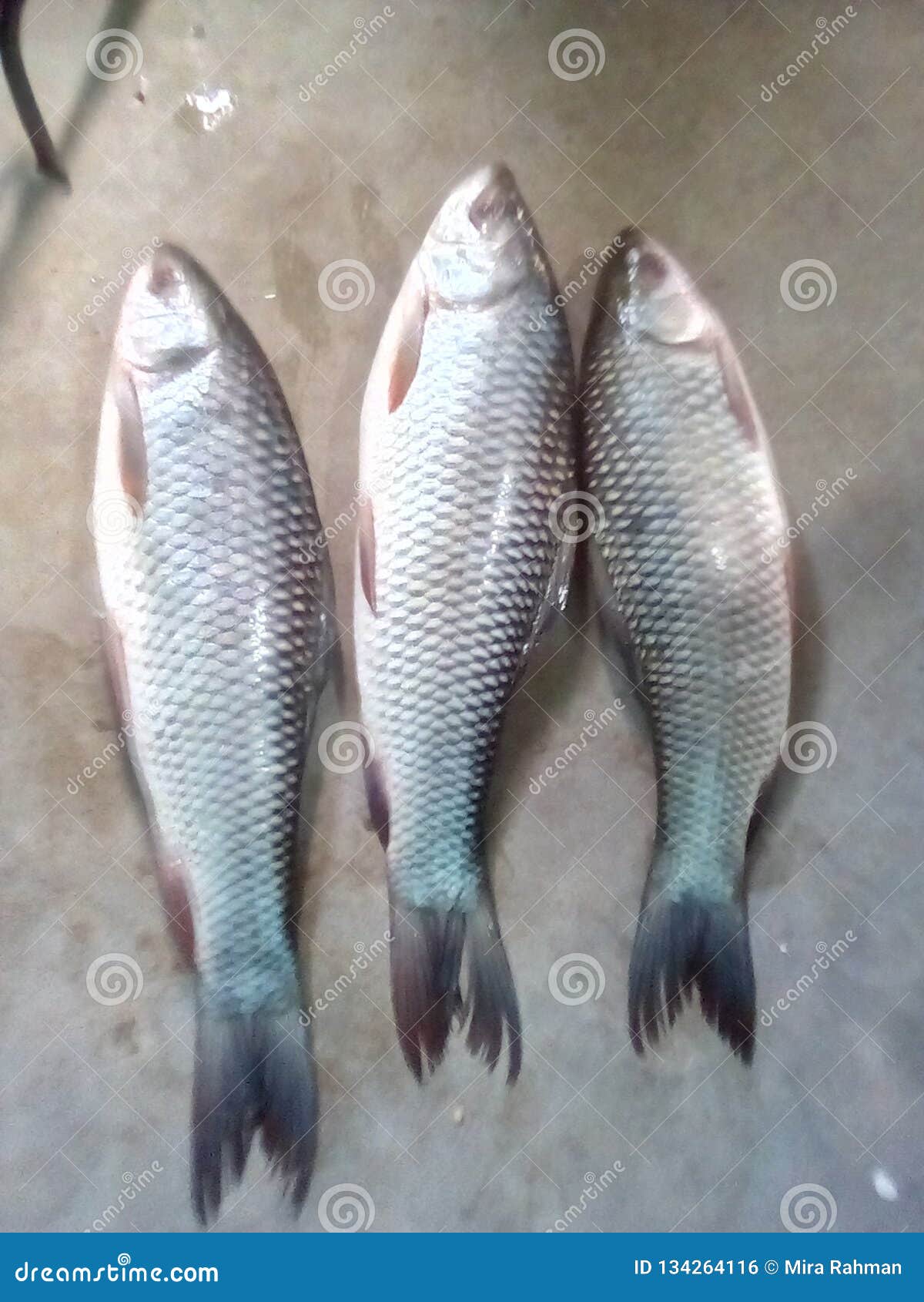 At the Same Time , Three Rui Fish Stock Photo - Image of time, fish ...
