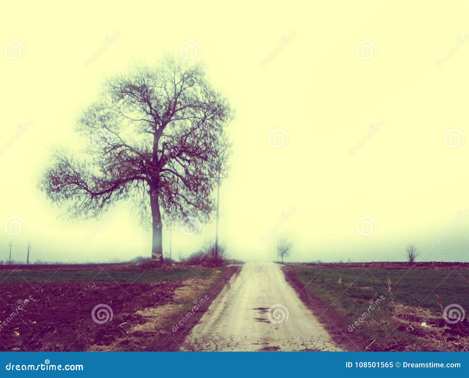 Same tree, same road stock image. Image of snow, spring - 108501565