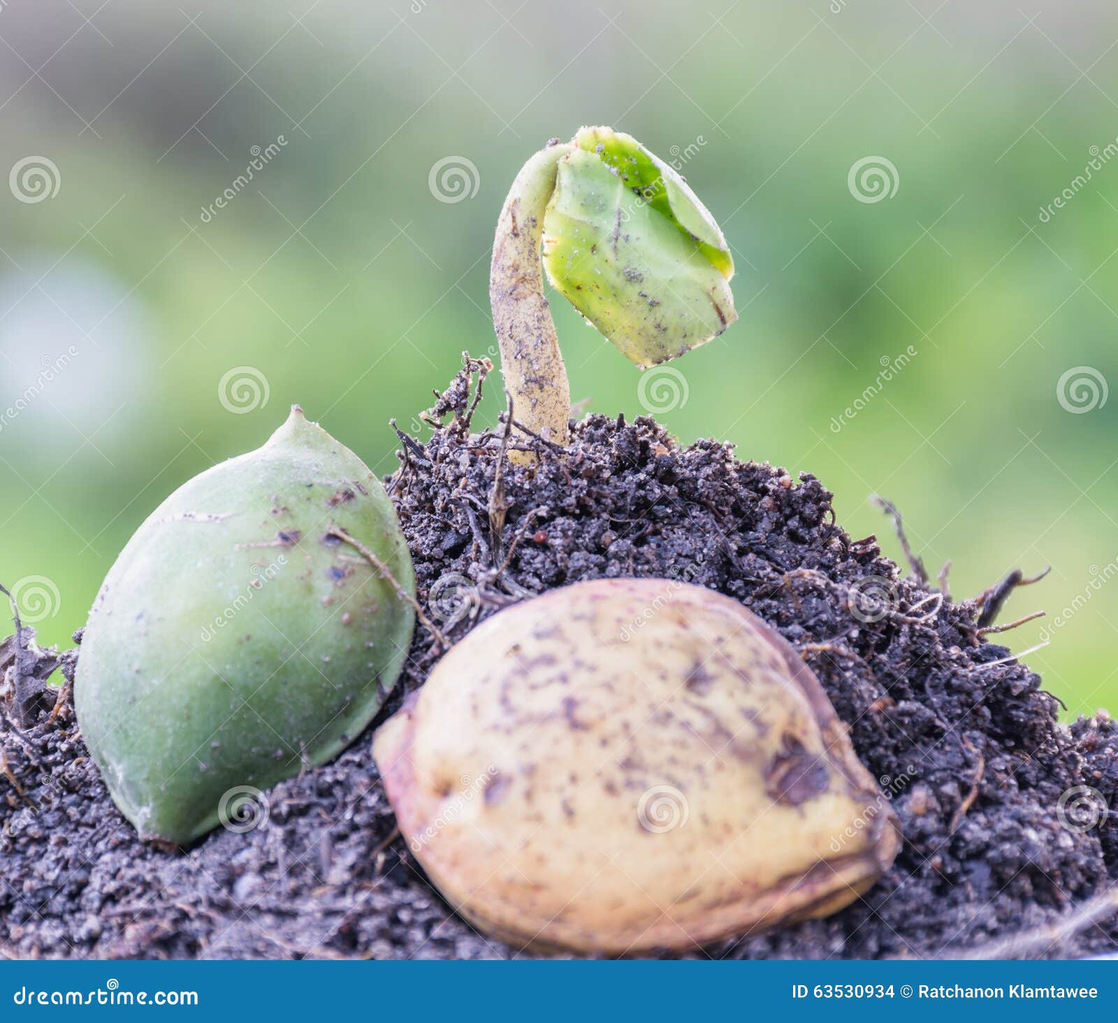 Samen des Baums stockfoto. Bild von wachsen, garten, wachstum - 63530934