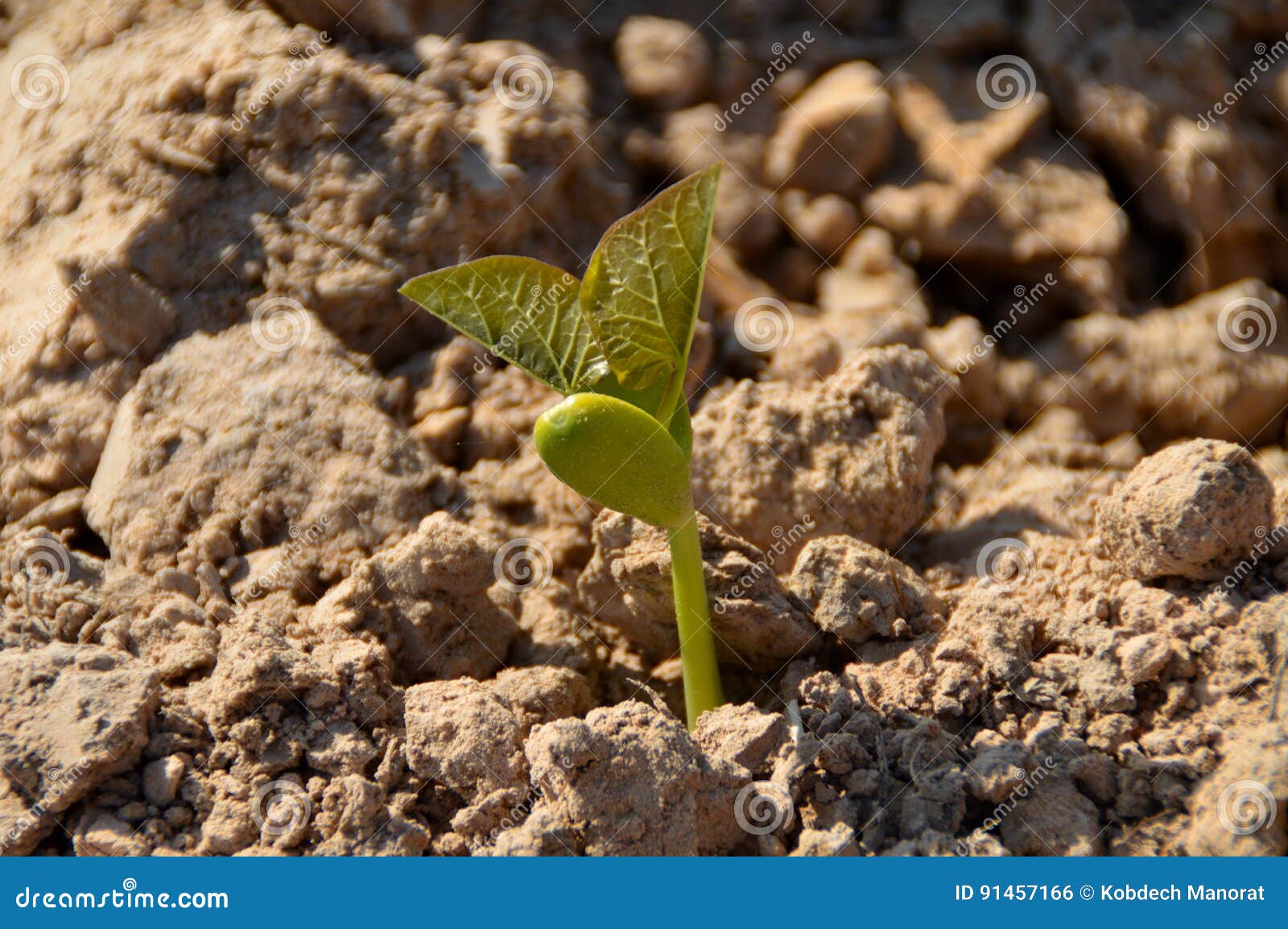 Samen keimen stockfoto. Bild von tageslicht, land, keimung - 91457166