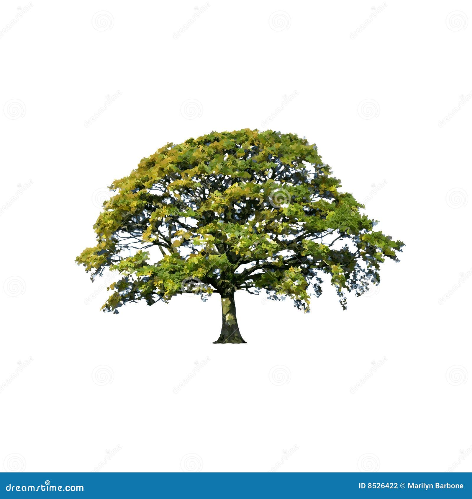 Samenvatting Van De Boom Van De Zomer De Eiken Stock Illustratie ...